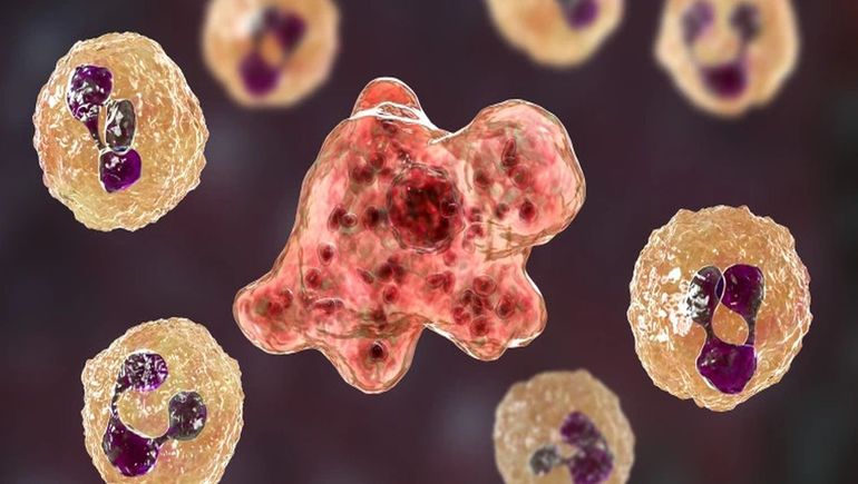 La ameba comecerebros amenaza al mundo