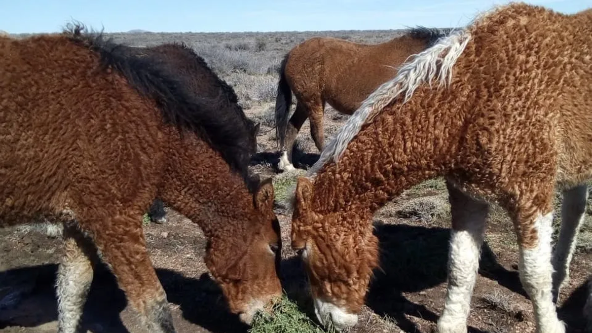 Los caballos con rulos de Río Negro llegan a la Rural de Palermo