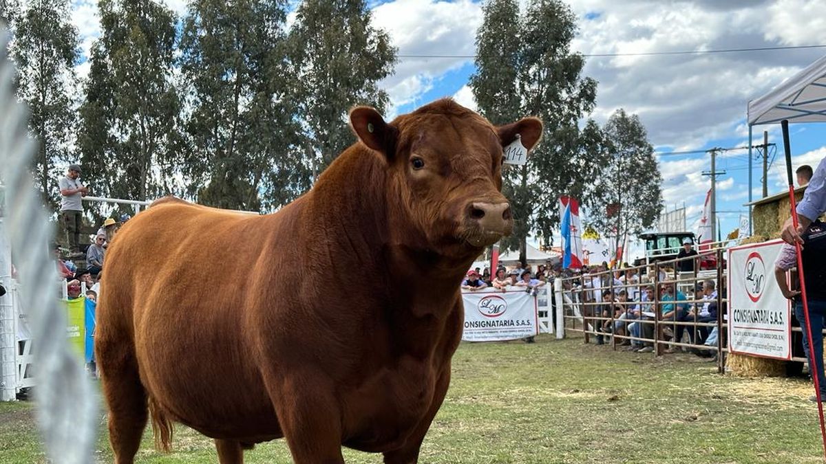 Ventas por $ 331 millones en la Exposición de Choele Choel