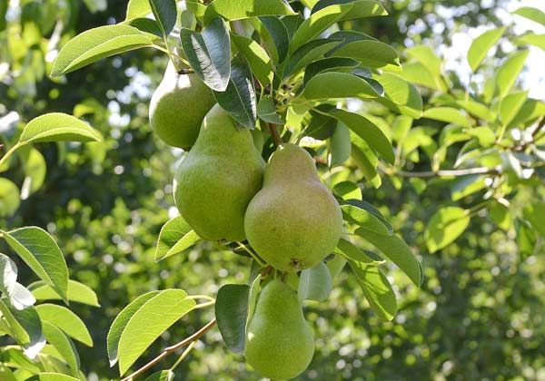 Las frutas de pepita luchan por la revolución verde