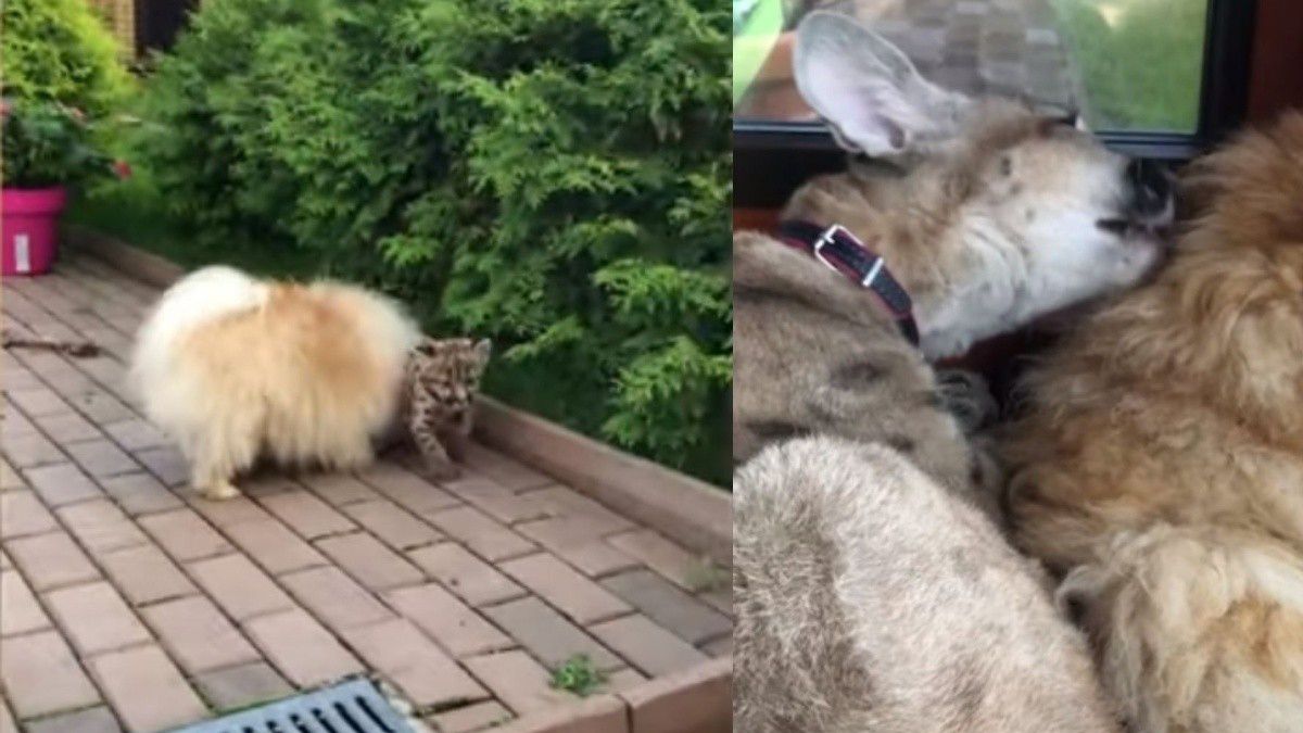 La amistad de un perro y un puma es viral en YouTube