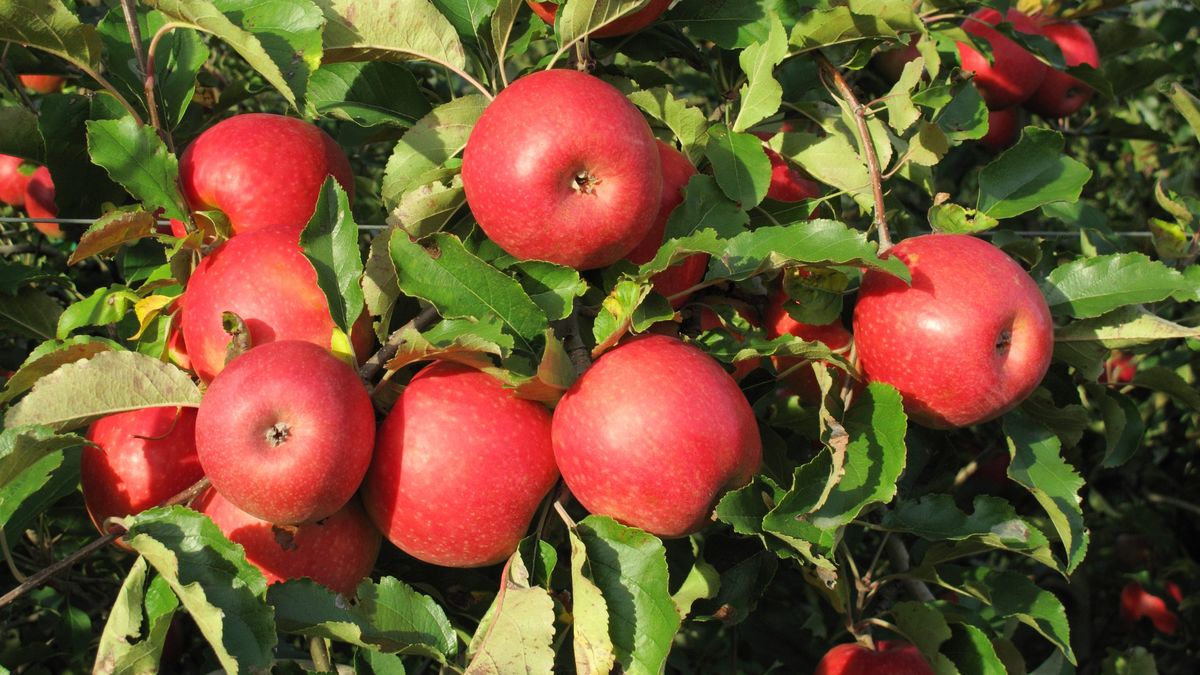 Chile proyecta exportaciones de manzanas por más de 580 mil toneladas ...