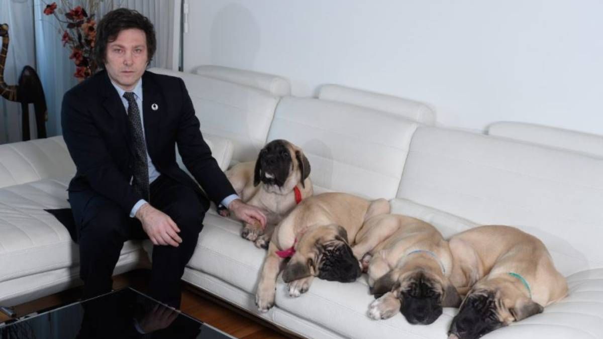 Los perros de Javier Milei ya están en la Quinta de Olivos: cuántos ...