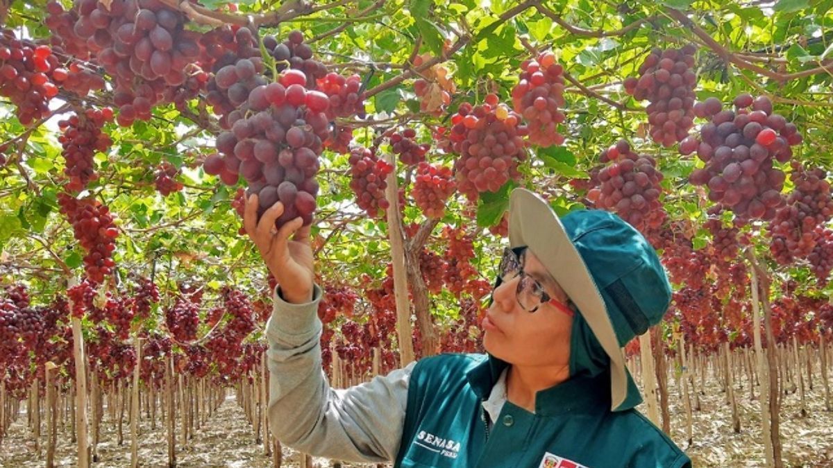 Perú proyecta récord histórico en exportación de uva de mesa para 2025-2026