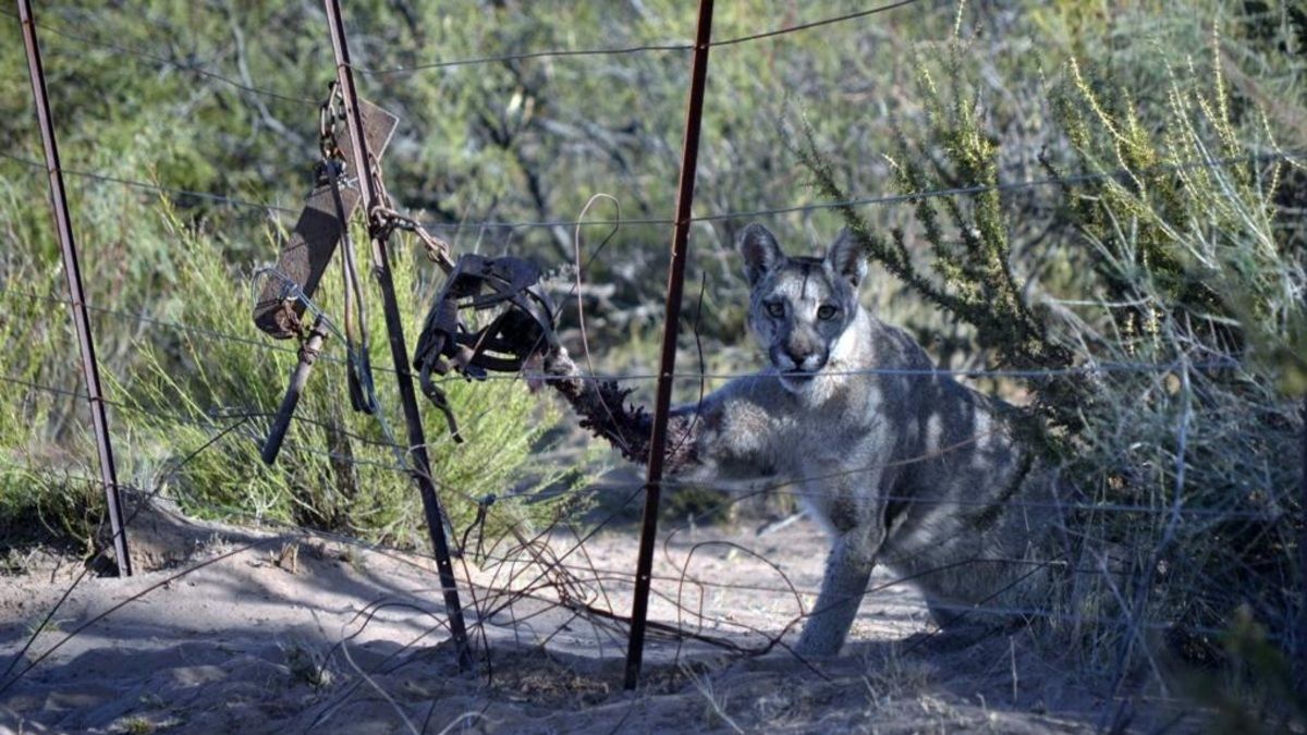 Histórico fallo: lo condenan por mutilar a una puma y pagará una cuota ...