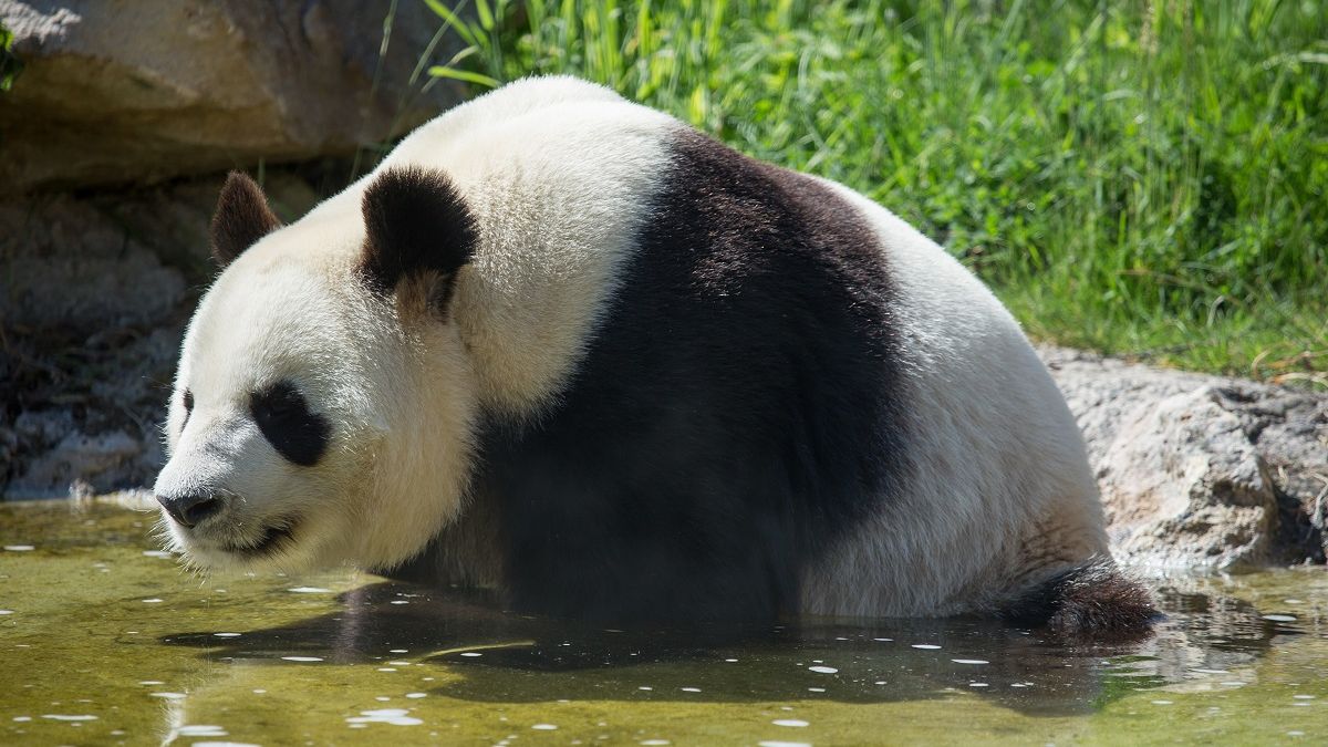 Twitter: panda es viral por cómo se relaja en el agua