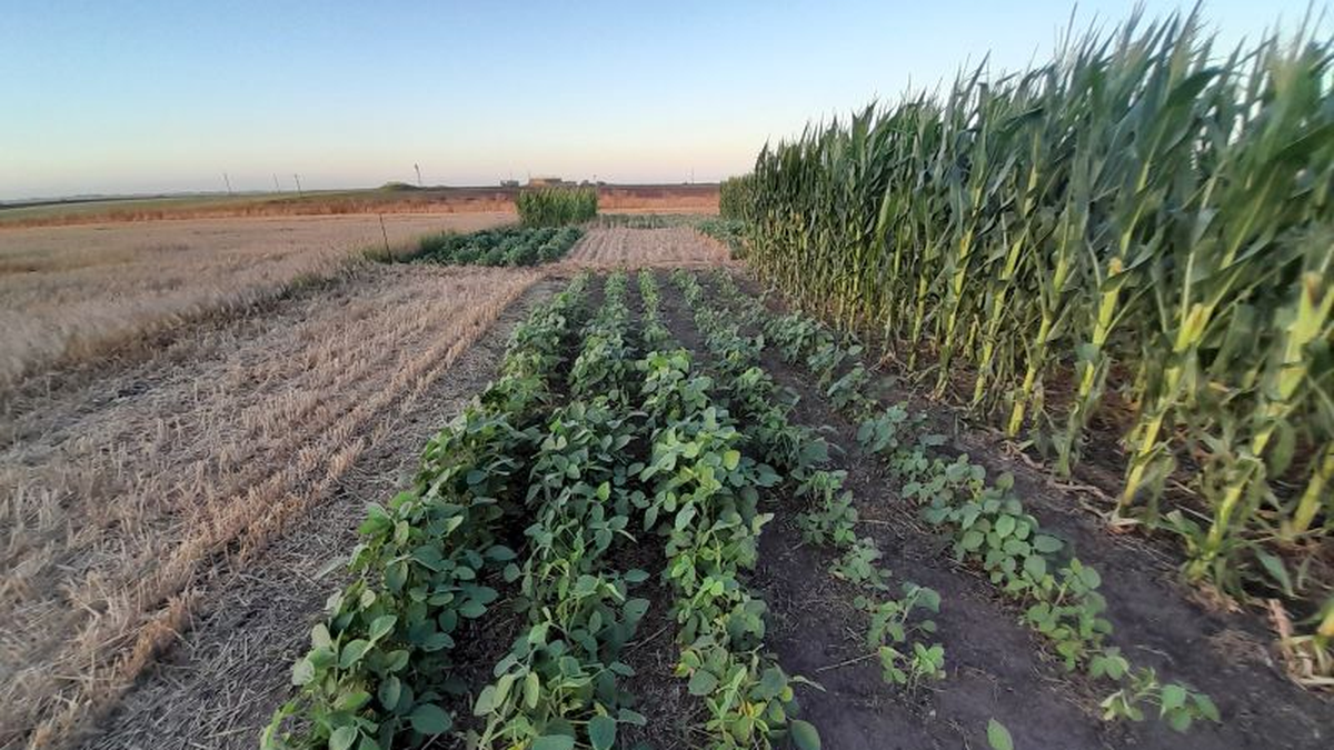 Las ventajas de sembrar dos cultivos en la misma superficie