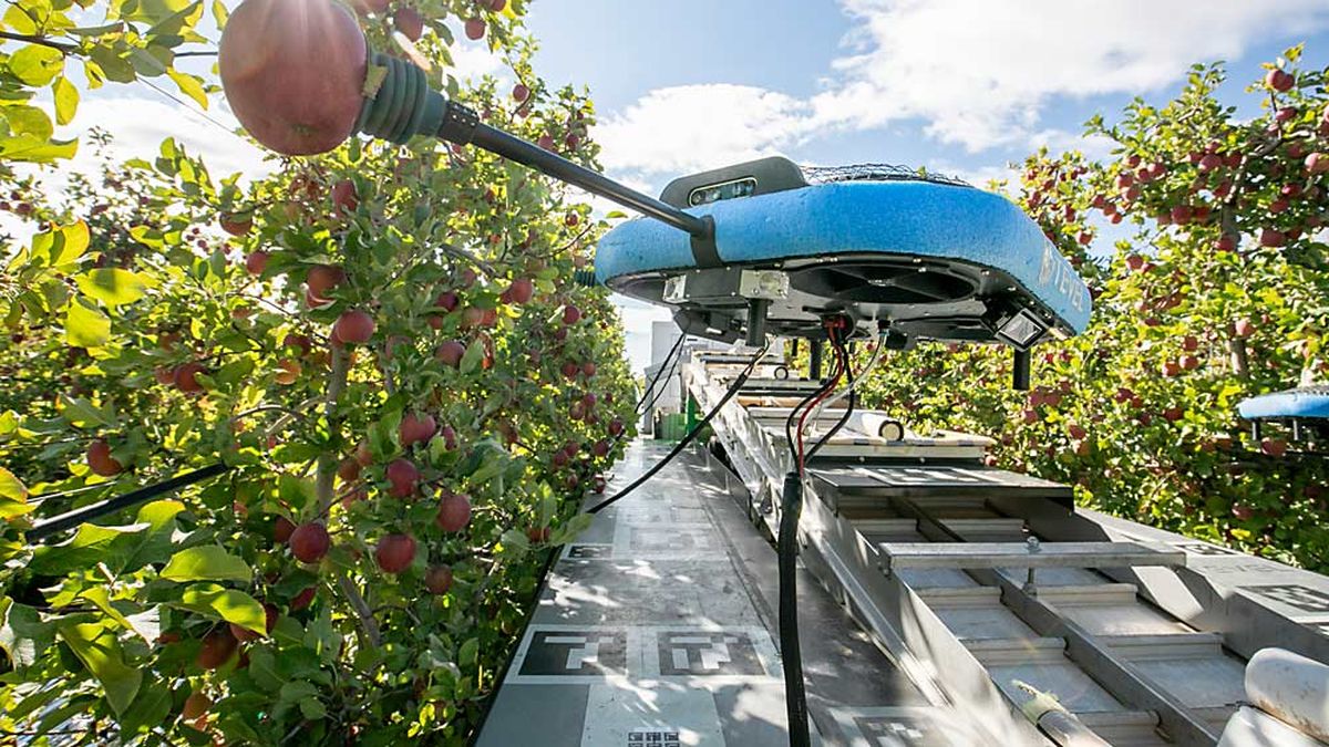 Grandes avances en la automatización en la cosecha de manzanas