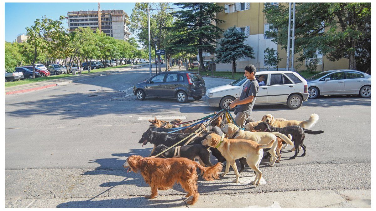 Los paseadores de perros deberán estar registrados en la Municipalidad