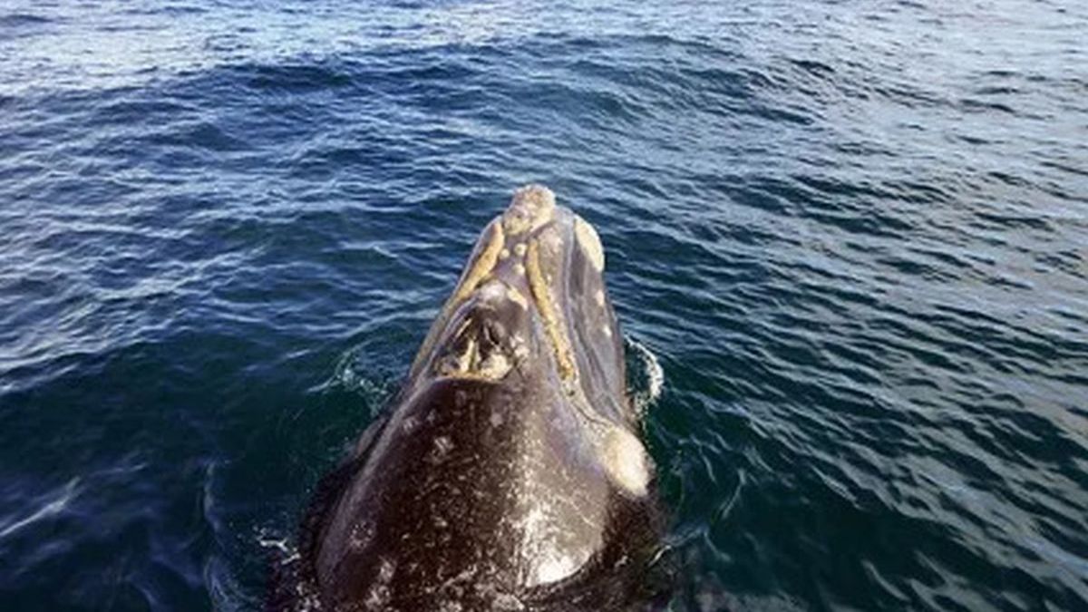 El divertido juego de una ballena con un kayakista en Puerto Madryn