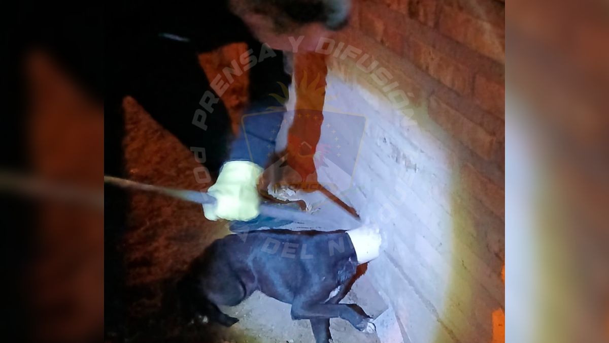 Emotivo rescate en Zapala: bomberos salvaron a un perro atrapado en un caño