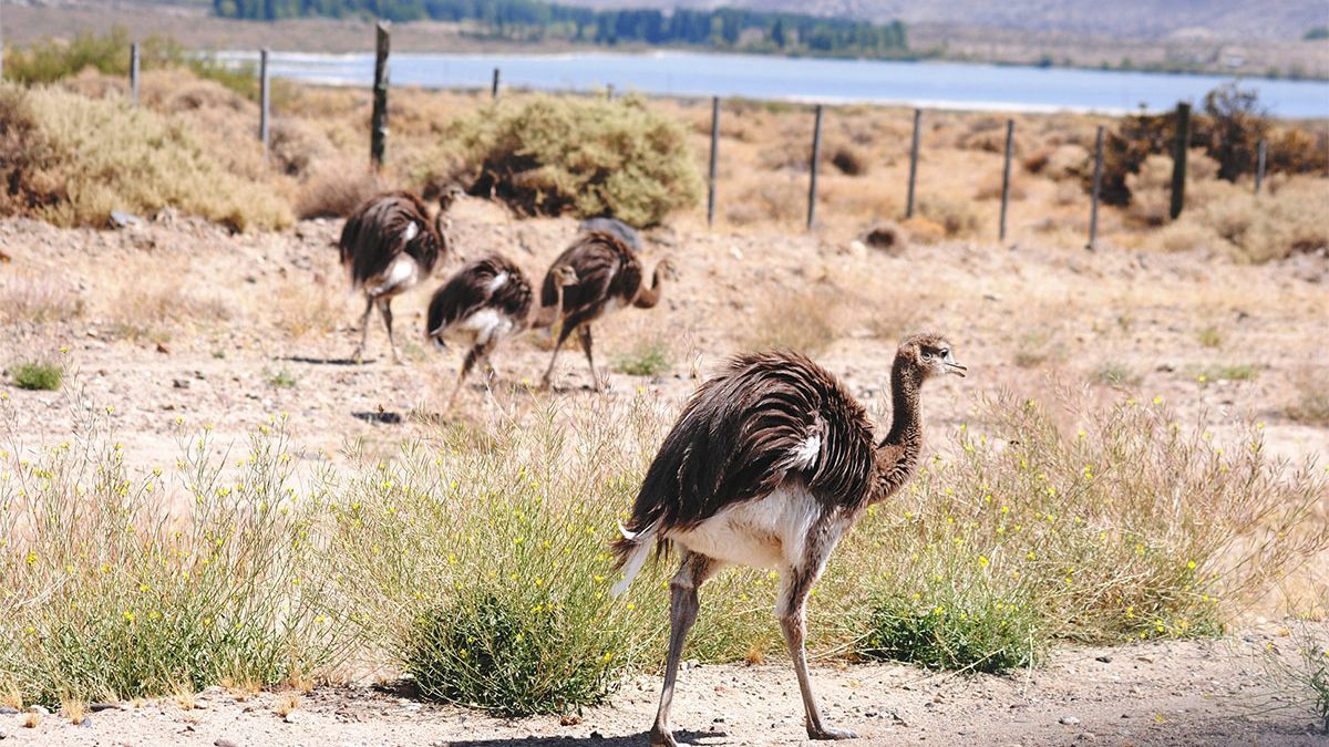 Los choiques se roban todas las miradas en la Ruta 14