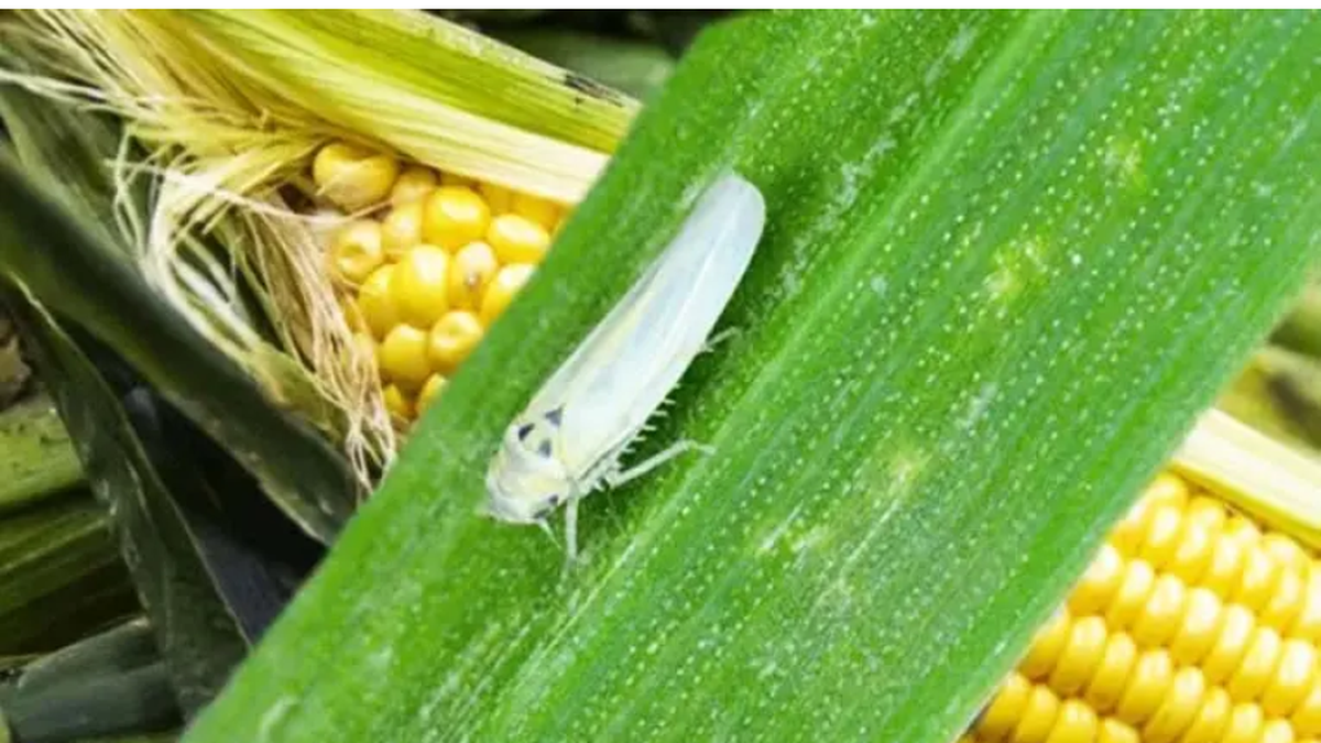 Autorizan tres insecticidas para el control de la chicharrita