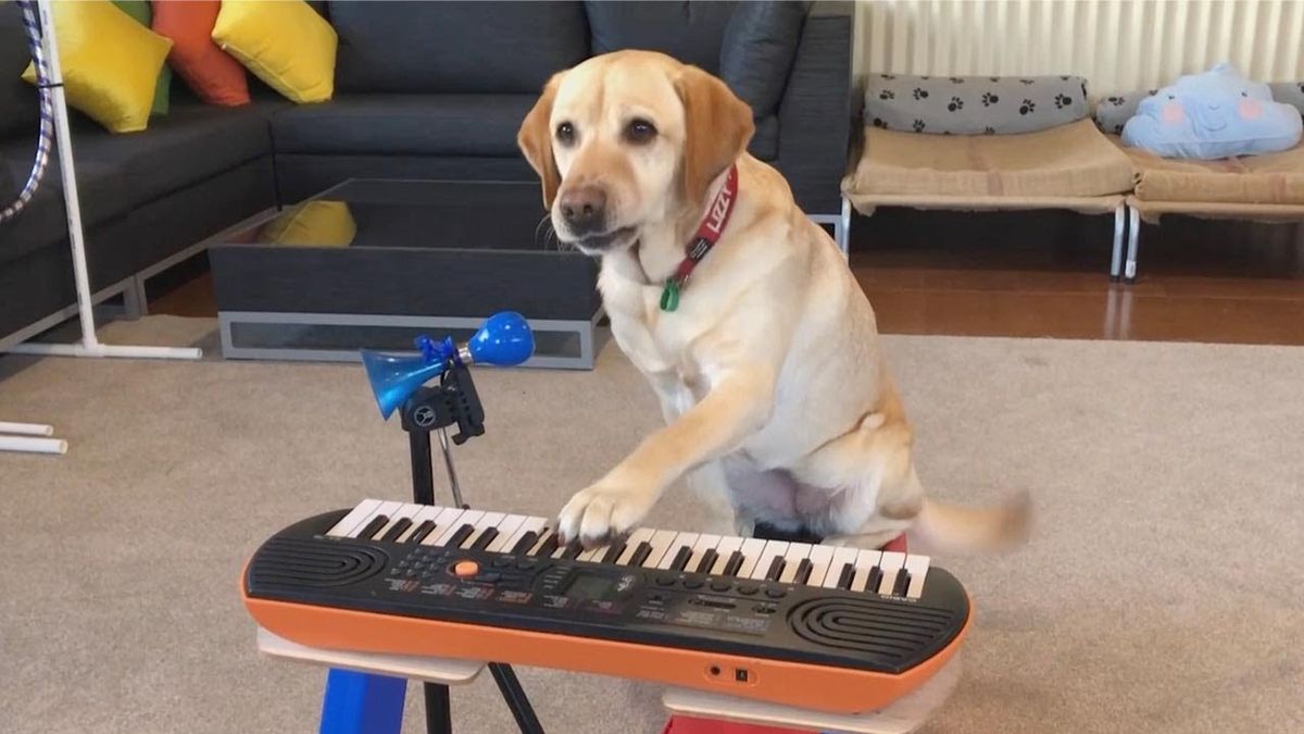 Conocé al perrito músico que es viral en YouTube