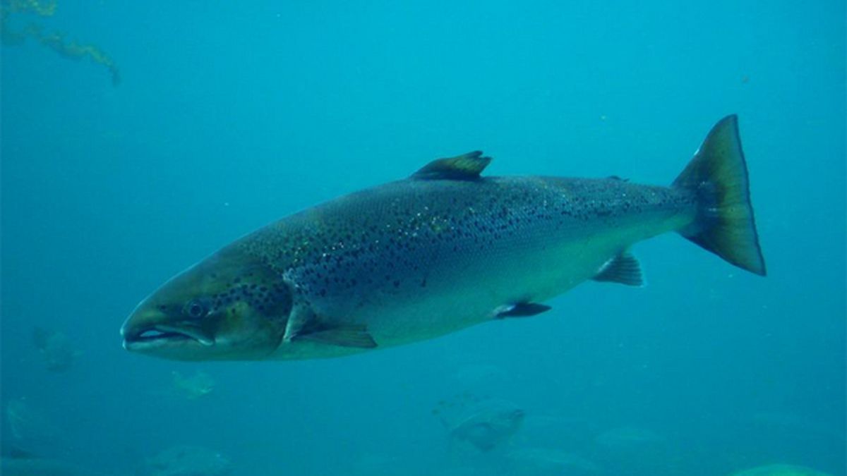 Los peces en lagos de alta montaña se están feminizando