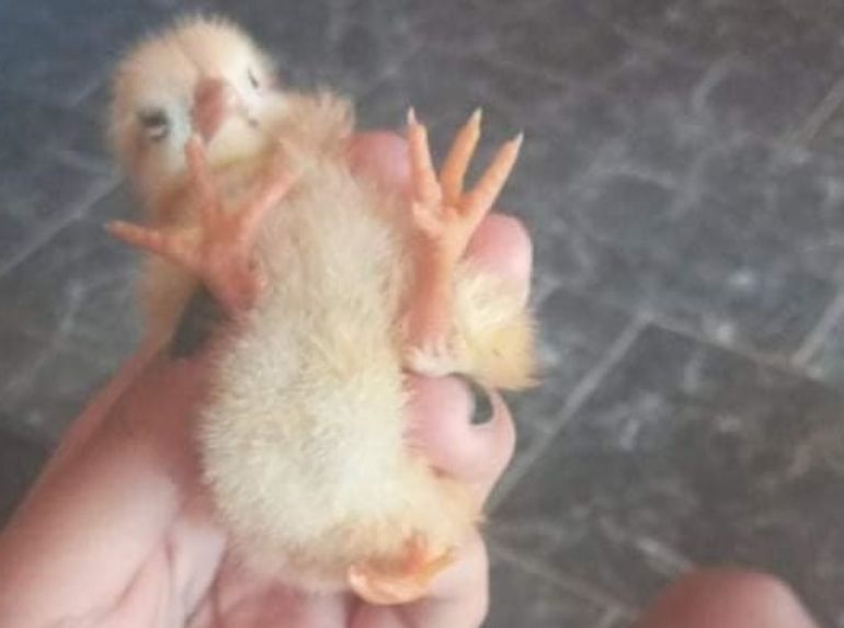 Centenario: nació un pollito de tres patas y revolucionó las redes sociales