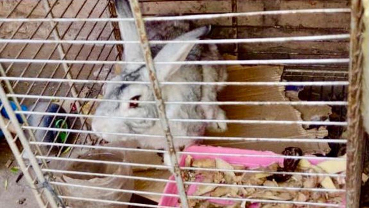 Apareció el conejo maltratado de San Patricio del Chañar