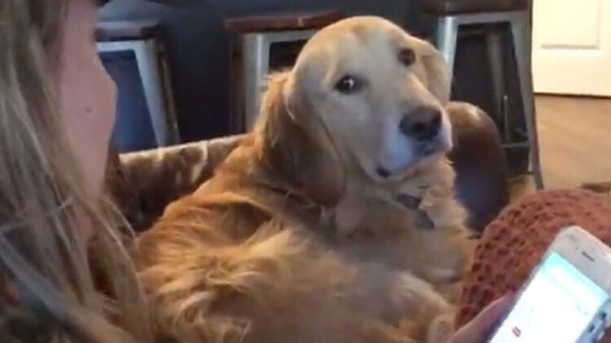 Este perrito ruega atención y se viralizó en YouTube