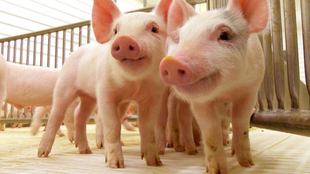 La producción de cerdos en la Argentina tocó un nuevo récord