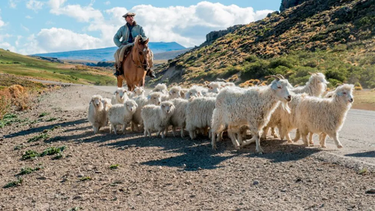 La trashumancia en Coyuco y Cochico: Un legado ancestral en el Norte de ...