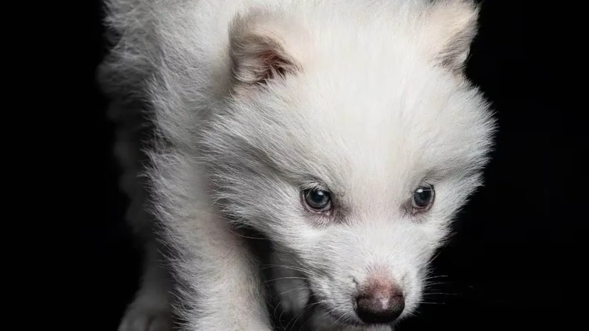 Reviven al lobo terrible, una especie extinguida hace 12 mil años: ¡así ...