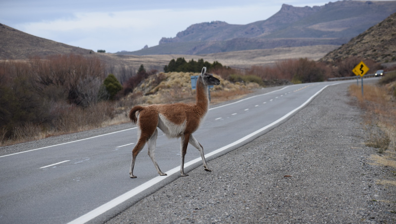 Sorpresa y peligro: por qué aparecen los guanacos sobre la Ruta 237