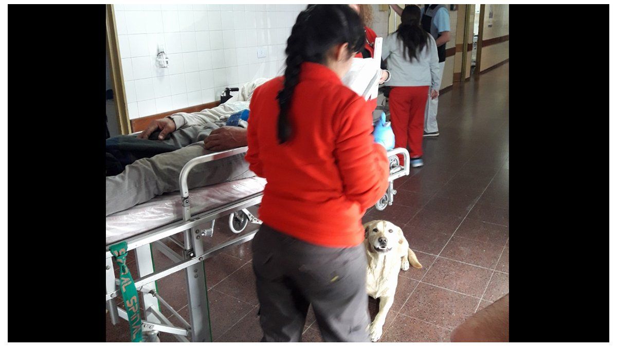 Conocé a Virola, la perra fiel que siguió a su dueño hasta el hospital ...
