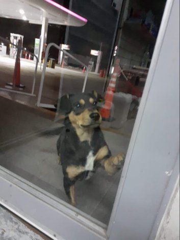 La historia del perro playero que conquista a los turistas en Piedra ...