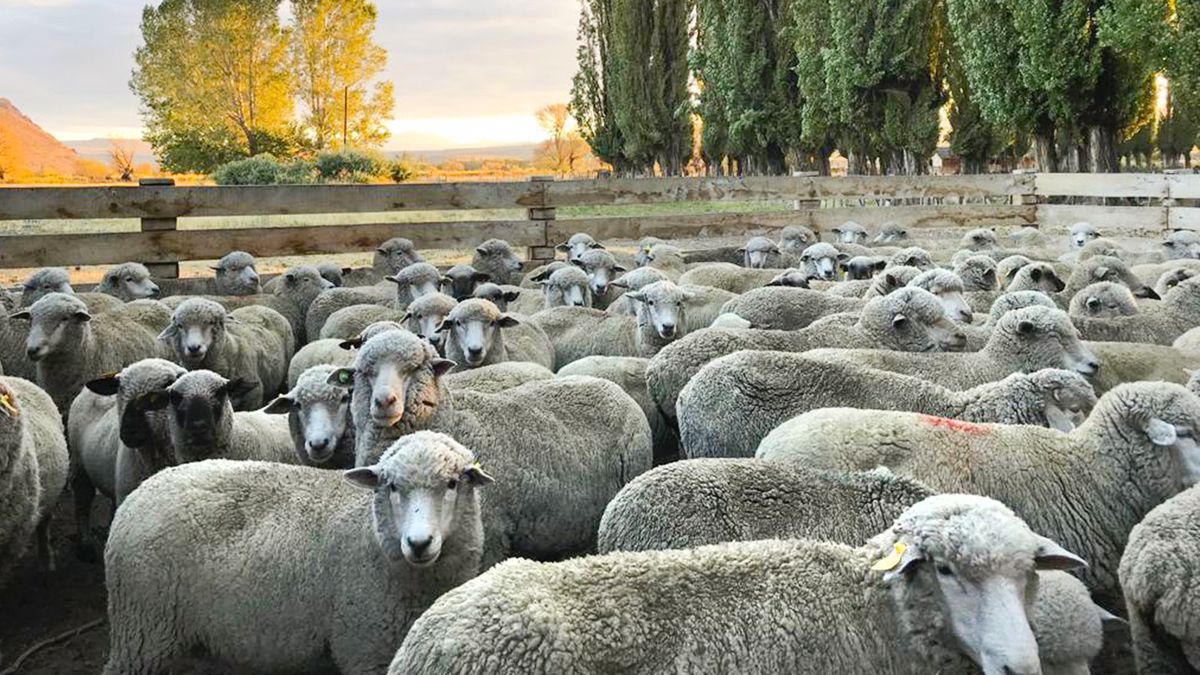 Por qué se habla del regreso del negocio de la ganadería ovina a Neuquén