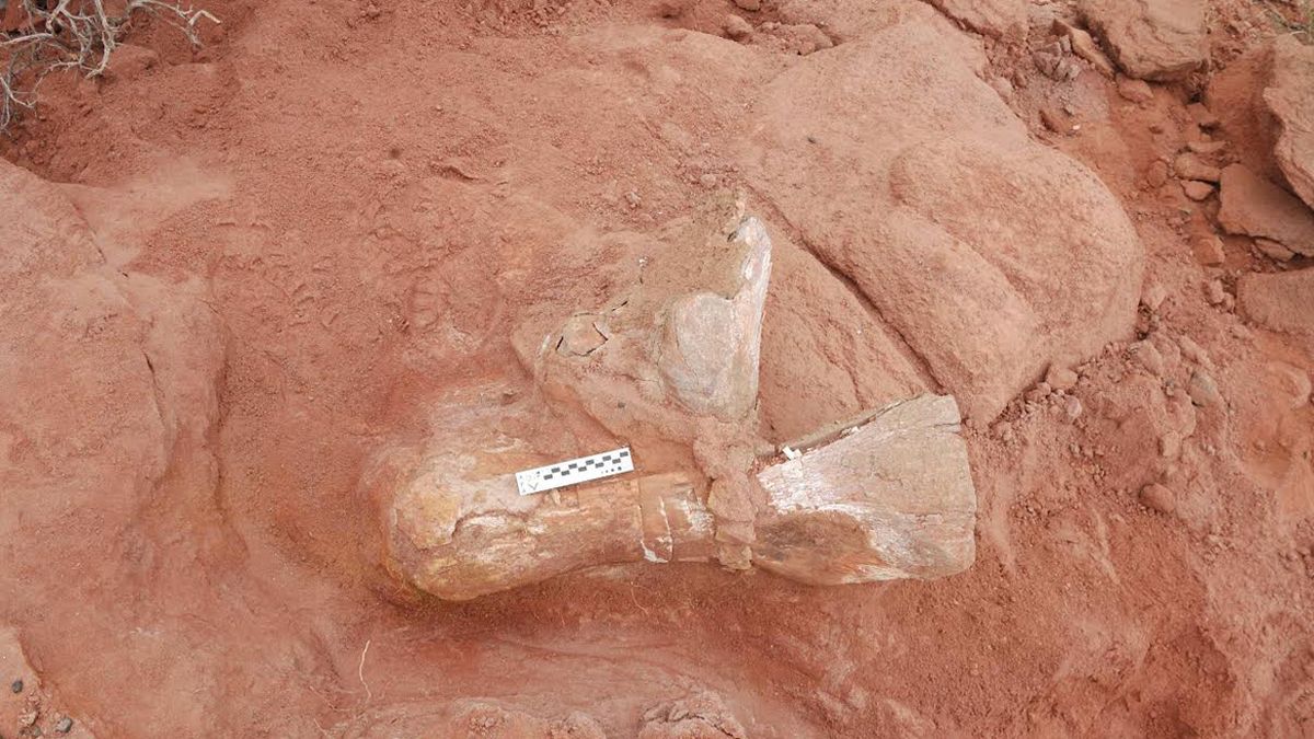 Hallaron nuevos restos fósiles en Senillosa y Añelo