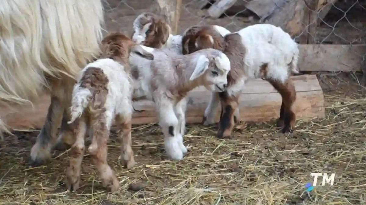 Una chiva, cuatro crías y una bendición para el norte neuquino