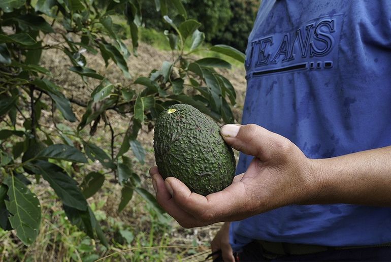 ¿Cómo madurar una palta en solo 5 minutos?: el sencillo truco