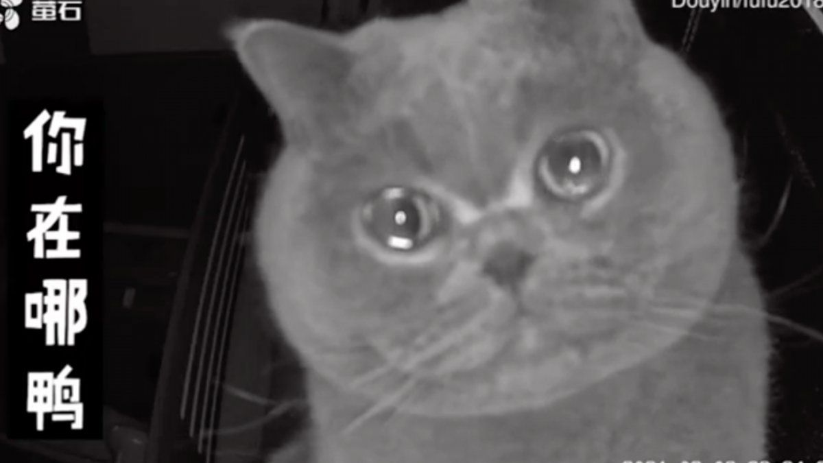 YouTube: gatito llora frente a la cámara porque extraña a su dueña