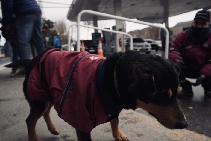 La historia del perro playero que conquista a los turistas en Piedra ...