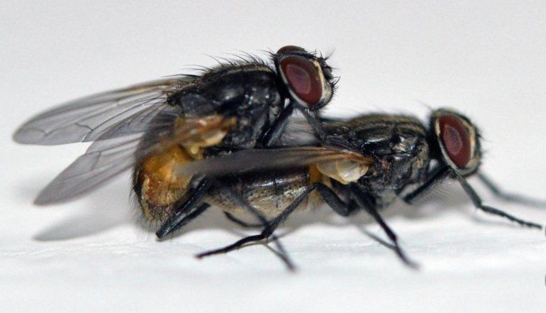 ¿Hasta cuándo sigue la invasión de moscas en Neuquén?