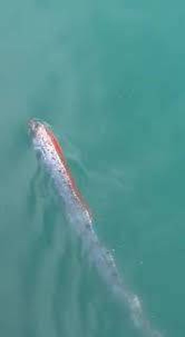 ¿Se acerca el fin del mundo?, apareció pez apocalíptico en una playa