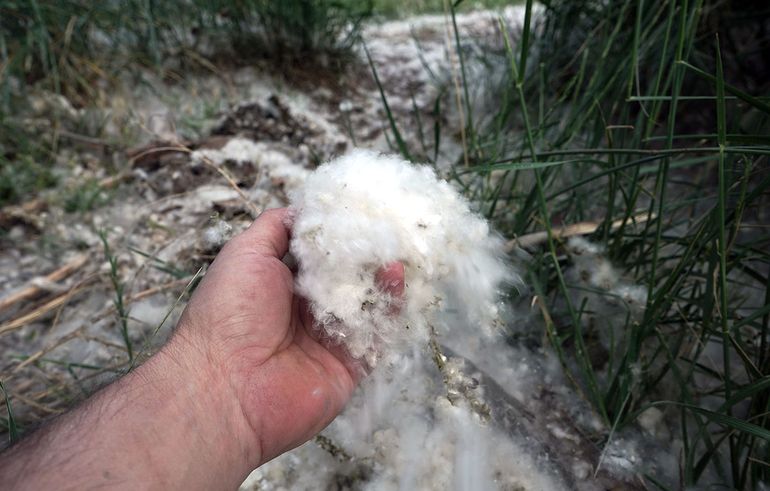 ¿Hay más pelusa del álamo en Neuquén? La explicación de un especialista ...