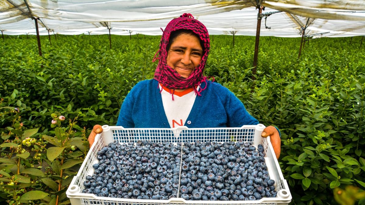 Perú ajusta su campaña de arándanos: temporada 2025/26 más corta y con ...