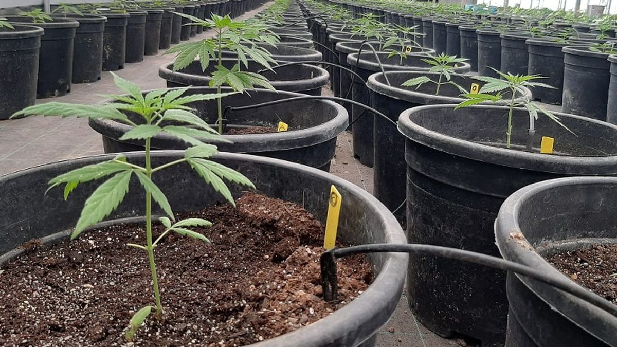 Ciencias Agrarias apuesta a la Maestría en Cannabis