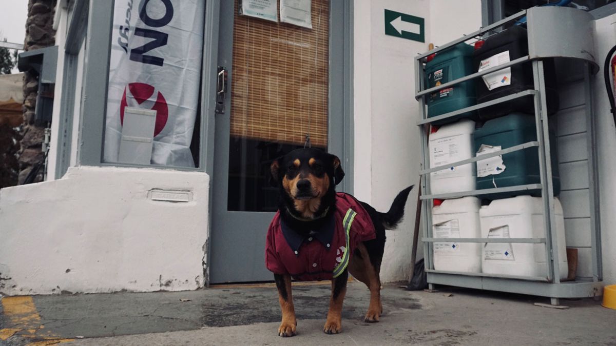 La historia del perro playero que conquista a los turistas en Piedra ...