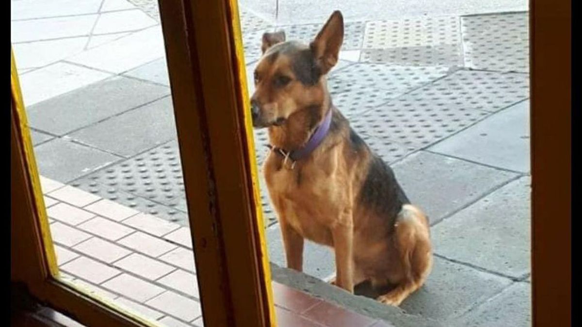 La rara historia del perro que mendiga pan y sus dueños lo escracharon