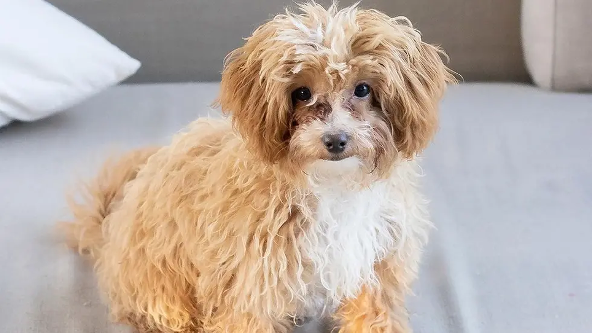 ¿Qué le pasó a Caramelo? Polémica por una foto del perro que adoptó ...