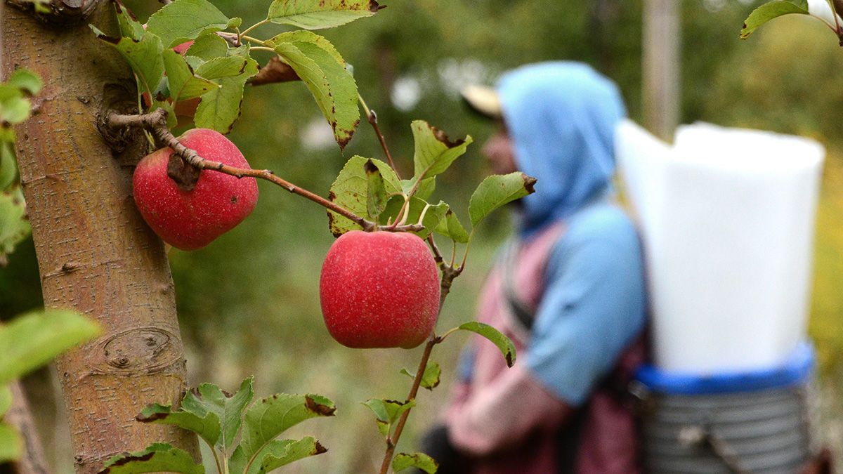 Insostenible: el 54% de la cosecha de manzana va a la industria