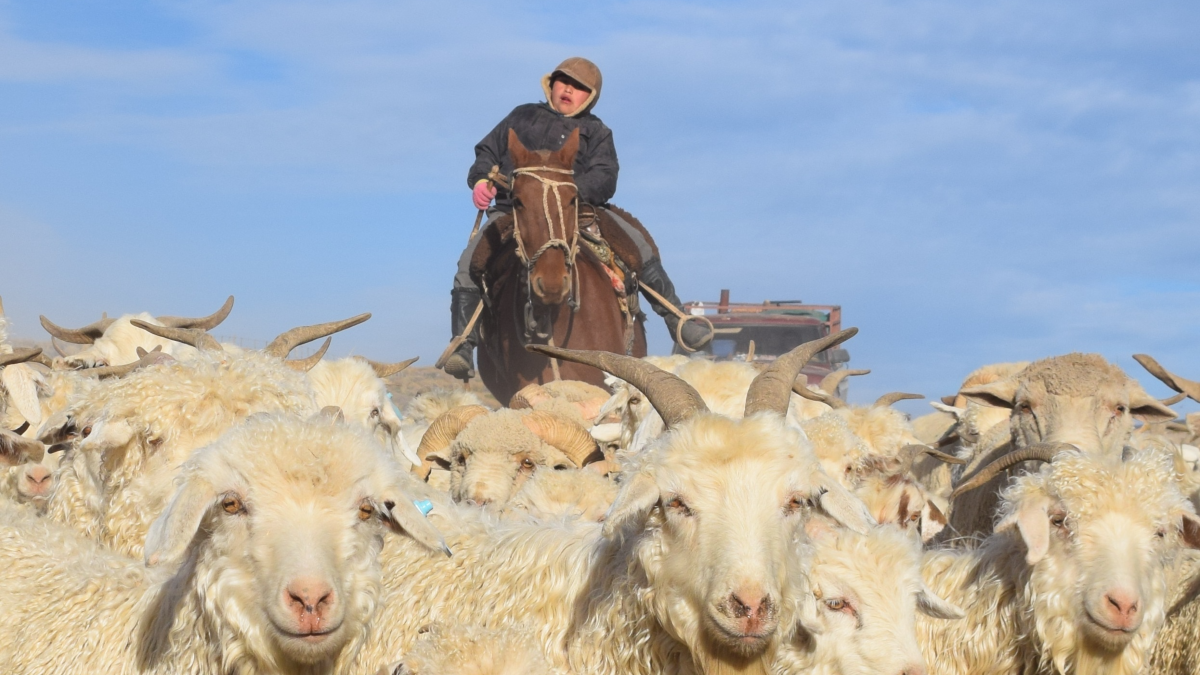 Luis, el pequeño arriero y su video viral de la trashumancia neuquina