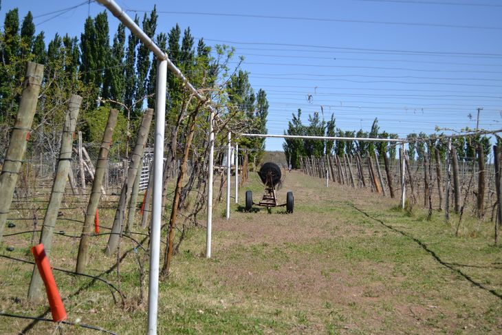 Los policías jubilados que apostaron con éxito a producir vino en Patagonia