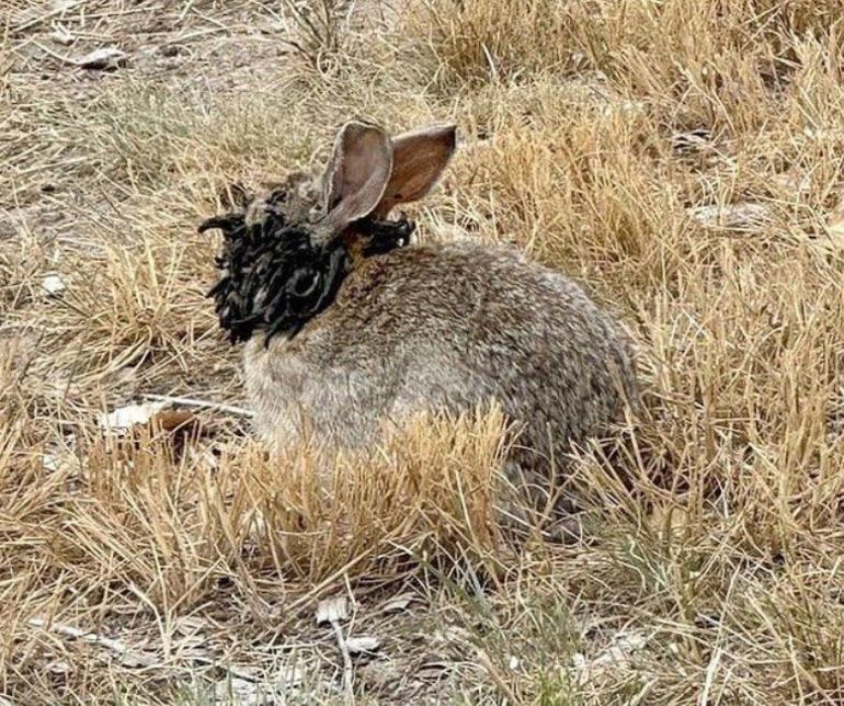 Preocupación en Estados Unidos por la aparición de conejos con cuernos ...