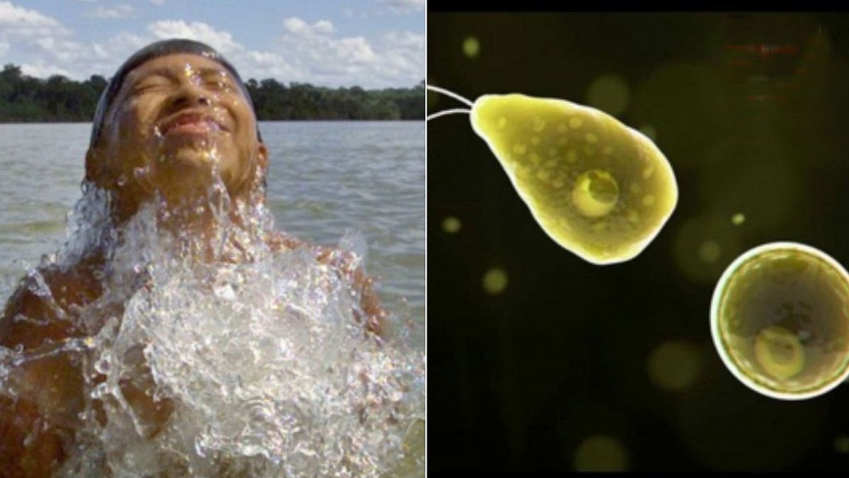 ¿Qué es la ameba comecerebros y dónde aparece?