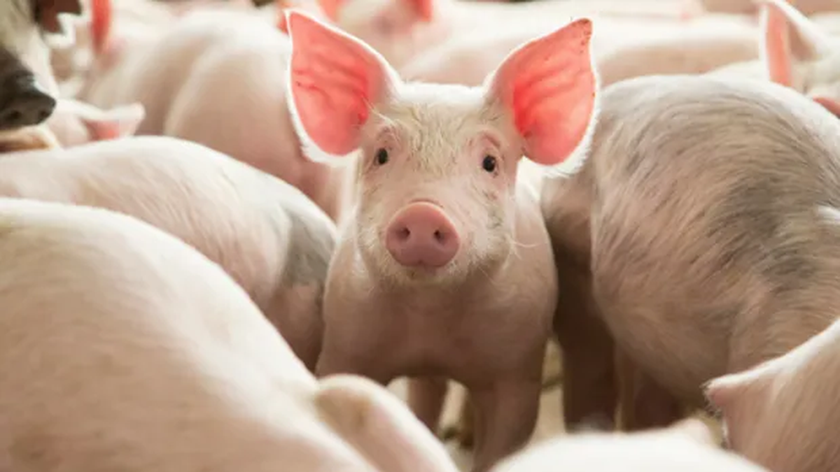 Proyectan que el consumo de carne de cerdo en el país crecerá 27%