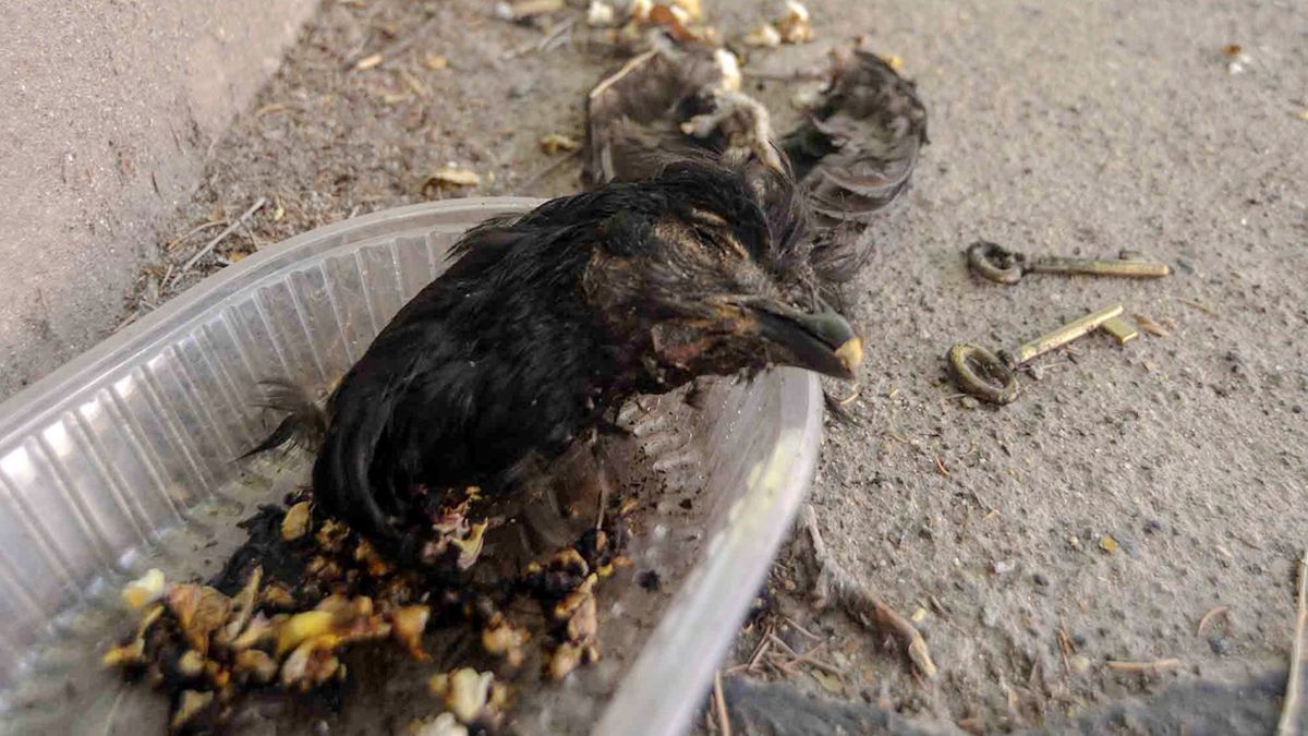 Rituales con gallos, alcohol y velas perturban al centro