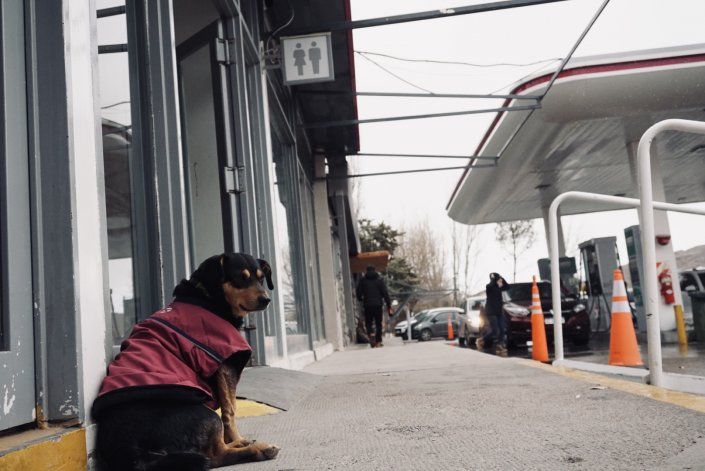 La historia del perro playero que conquista a los turistas - Sabelo